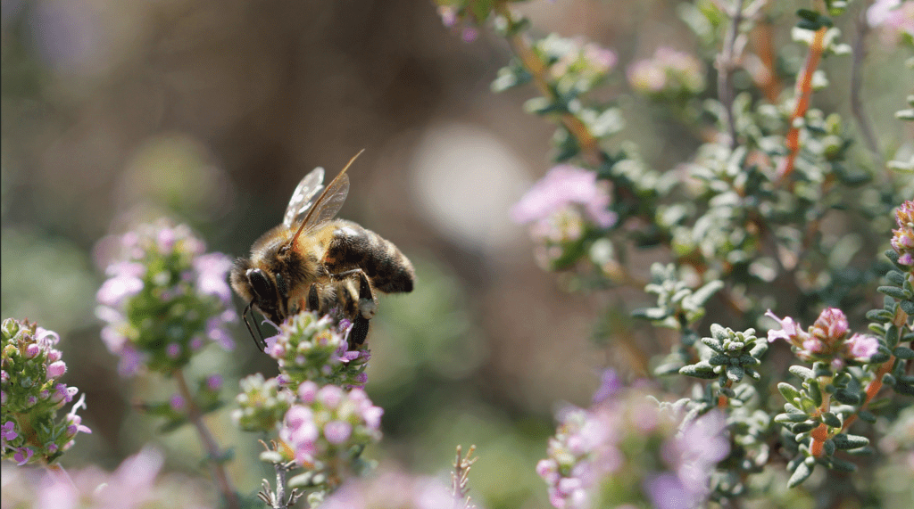Abeilles & Botanique : la puissance du miel de thym - Epicurisme Mag